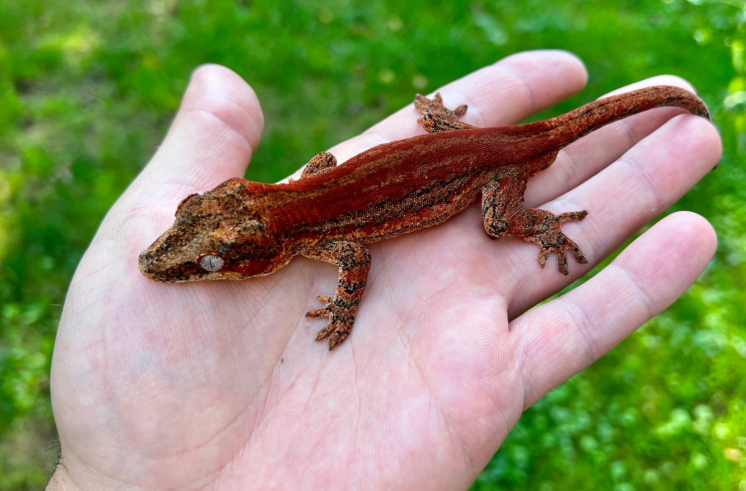 High Red Gargoyle Gecko by Living Art by Frank Payne - MorphMarket