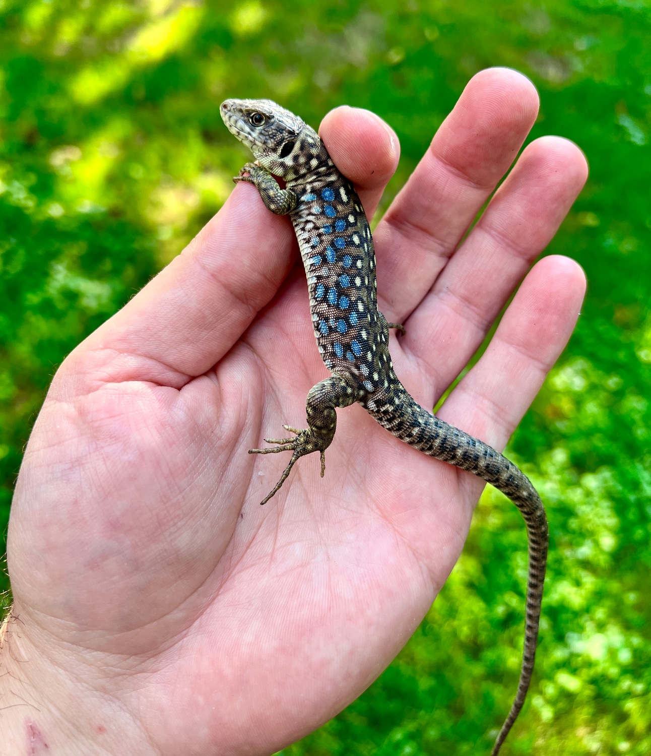 Jeweled Lacertas - High Blue Line Other Lizard by Living Art by Frank ...