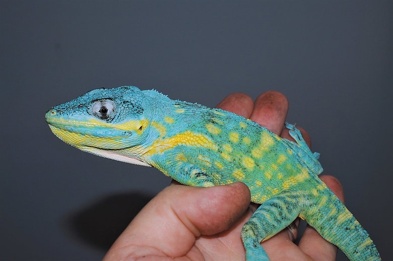 Blue Beauty (Anolis Equestris Potior) Anole by Living Art by Frank ...