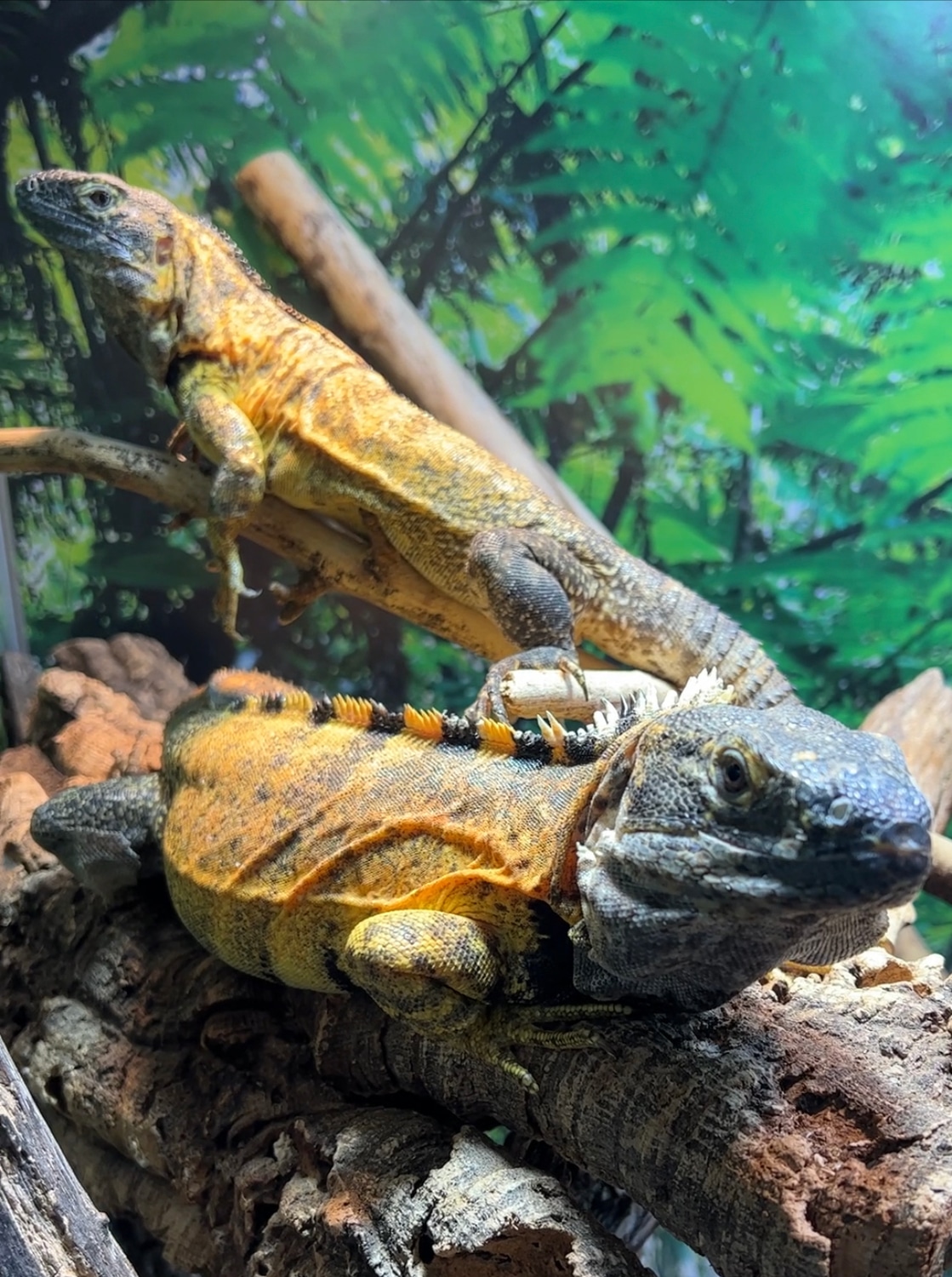 Banana Pectinata Pair Other Iguana by Living Art by Frank Payne ...