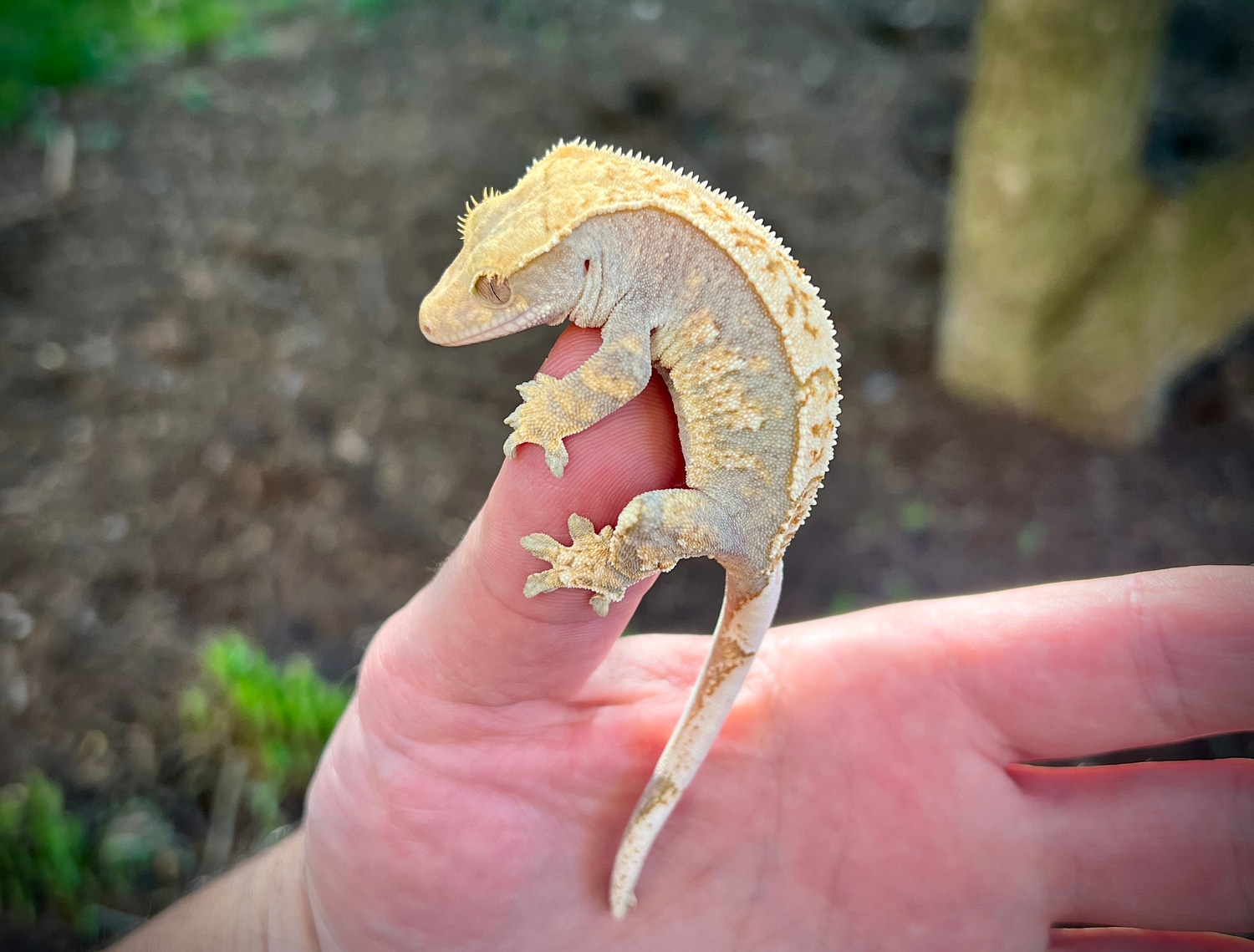 Yellow Crested Gecko by Living Art by Frank Payne - MorphMarket