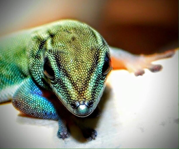 Electric Blue Geckos (Lygodactylus Williamsi) Females Day Gecko by ...