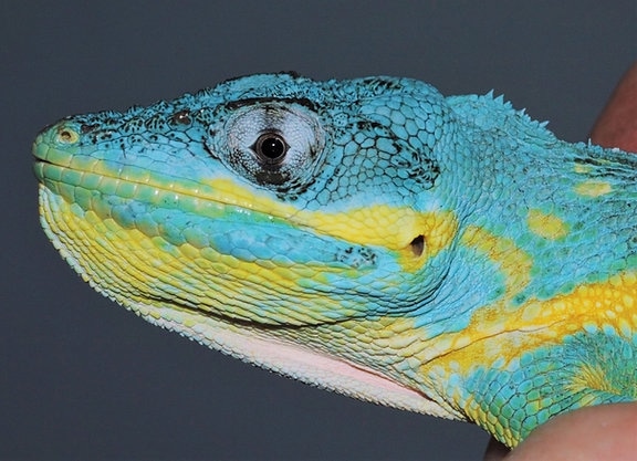 Blue Beauty (Anolis Equestris Potior) Anole by Living Art by Frank ...