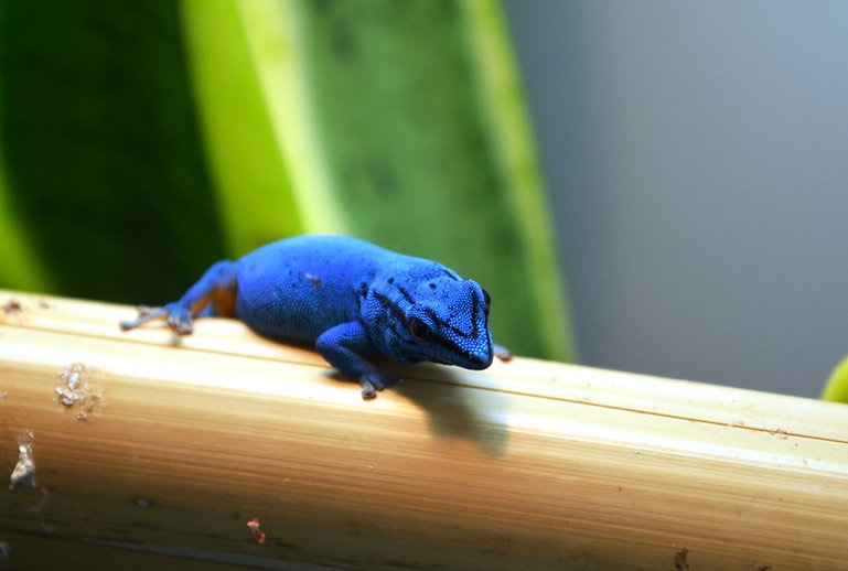 Electric Blue Geckos (Unrelated Pair) Day Gecko by Living Art by Frank ...