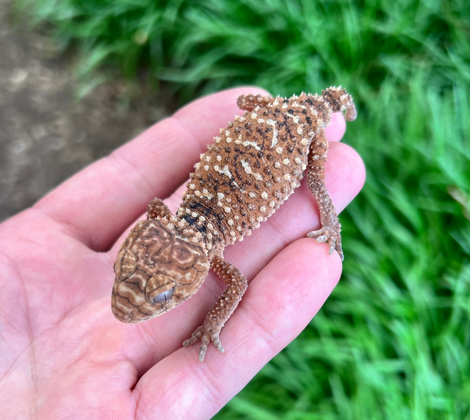 Nephrurus Amyae Knob-Tailed Gecko by Living Art by Frank Payne ...