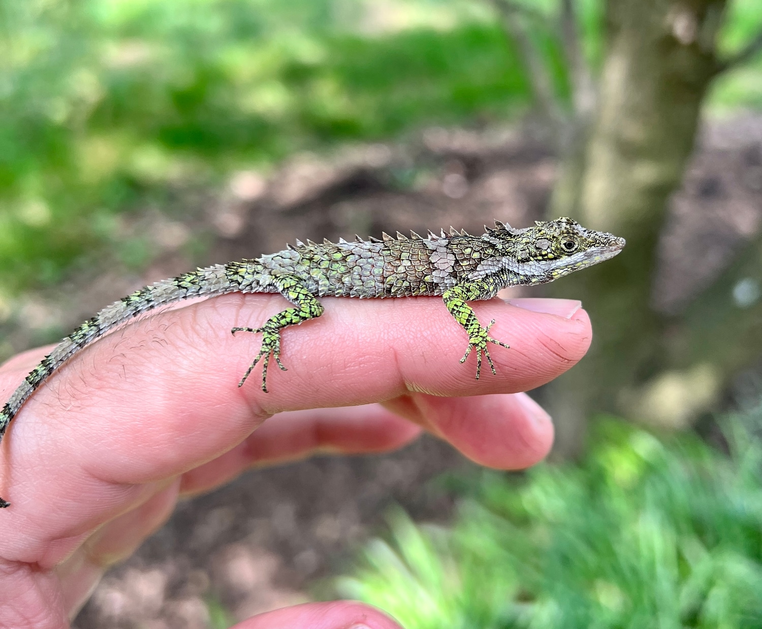 Cophotis Dumbara More Lizard by Living Art by Frank Payne - MorphMarket
