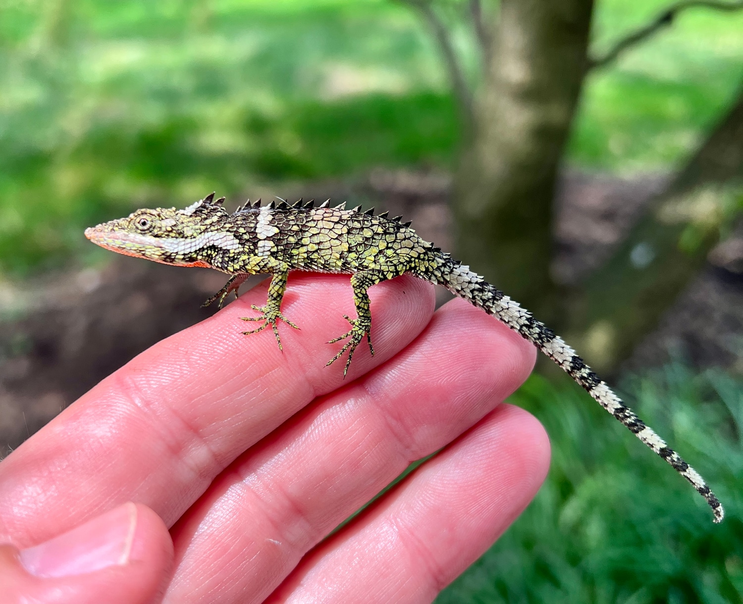 Cophotis Dumbara More Lizard by Living Art by Frank Payne - MorphMarket