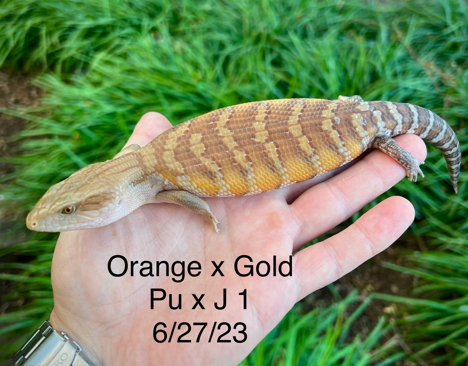 Orange Northern Blue-Tongued Skink by Living Art by Frank Payne ...