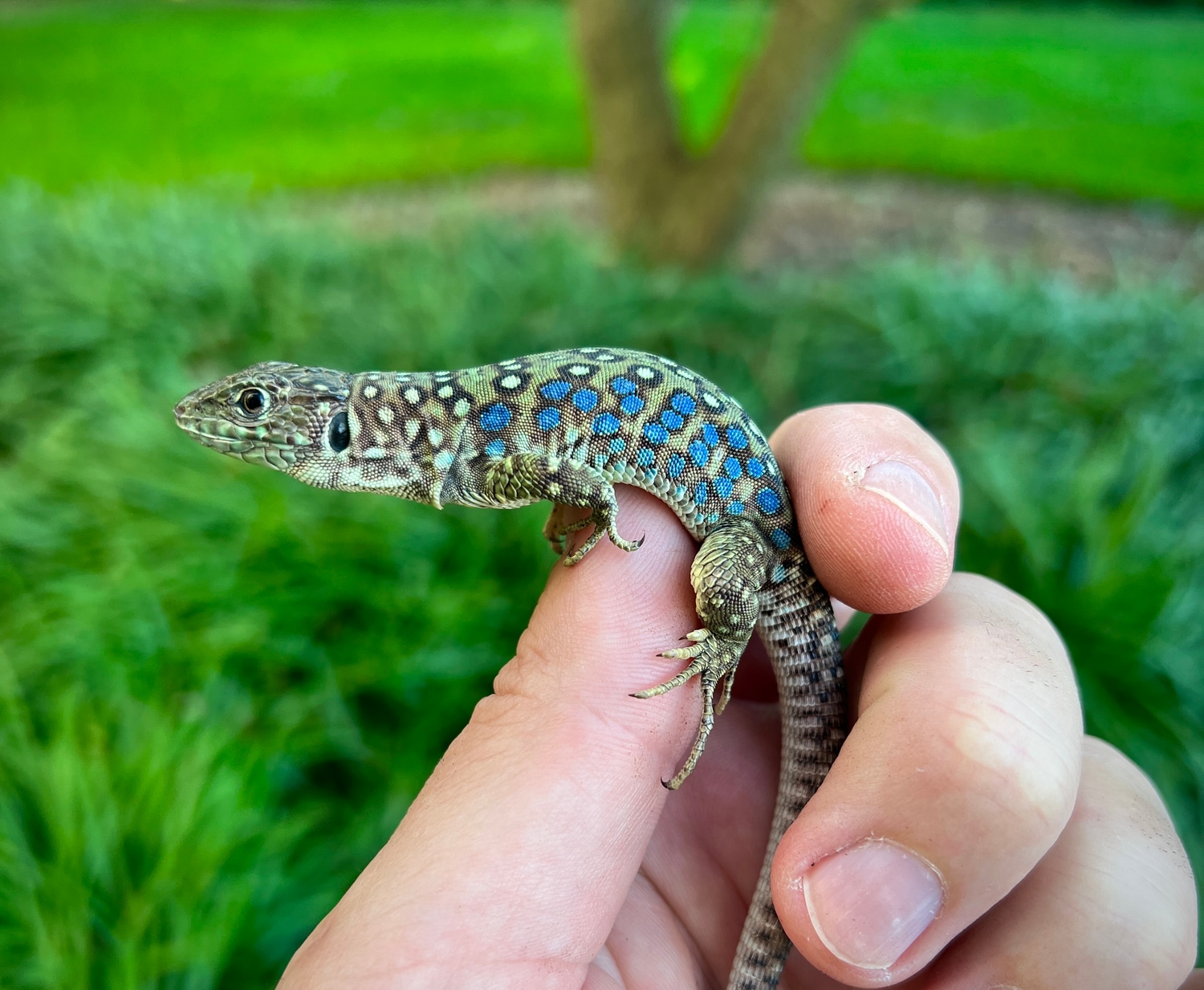 Jeweled Lacertas More Lizard by Living Art by Frank Payne - MorphMarket