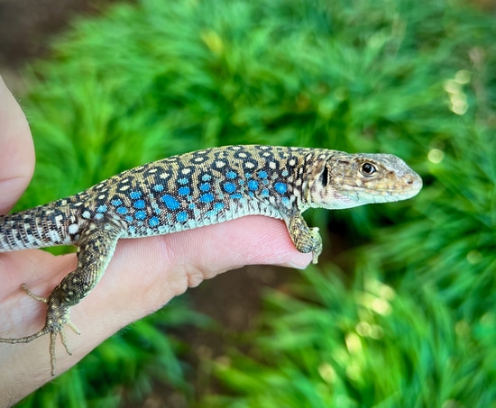 High Blue Jeweled Lacerta by Living Art by Frank Payne