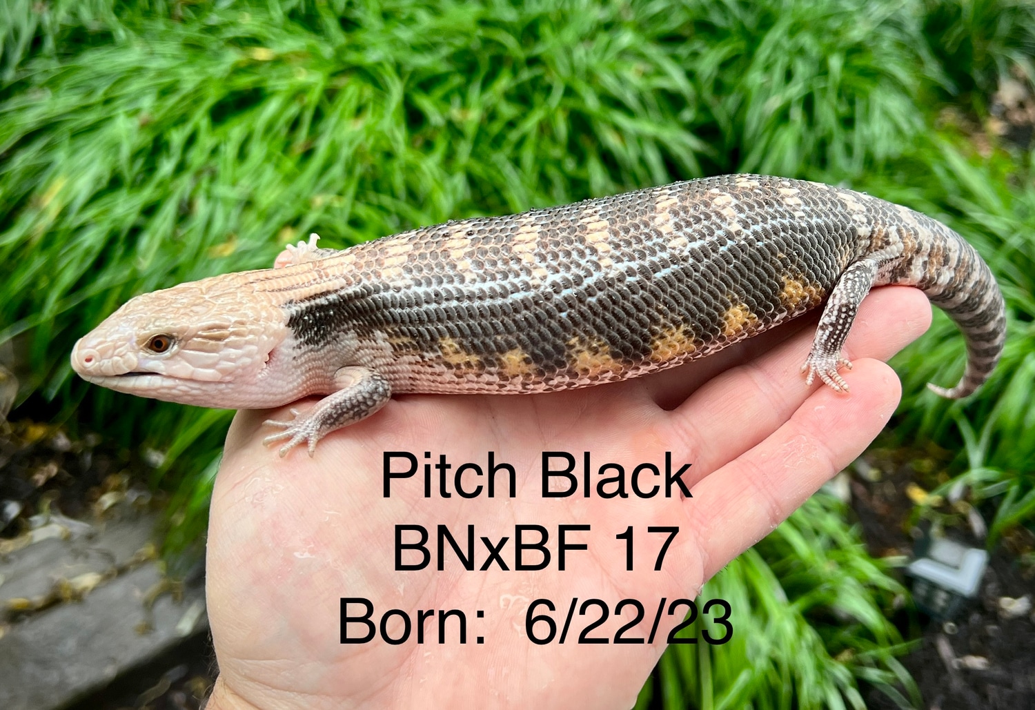 Pitch Black Northern (Scar Face) Northern Blue-Tongued Skink by Living ...