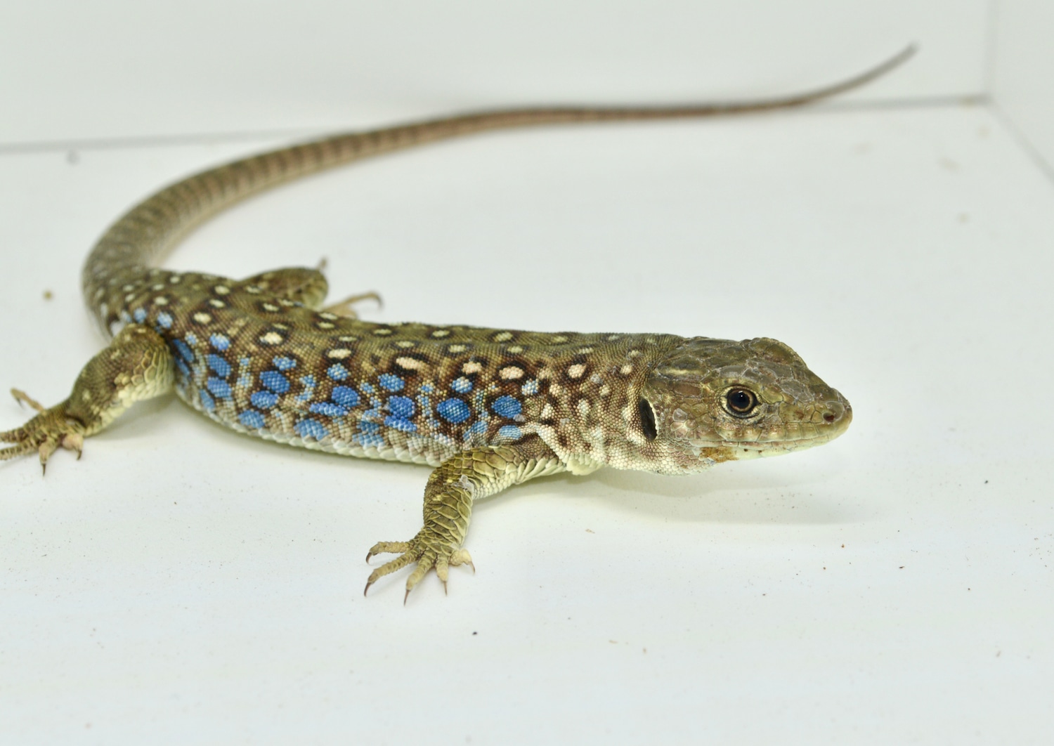 High Blue Jeweled Lacertas by Living Art by Frank Payne - MorphMarket