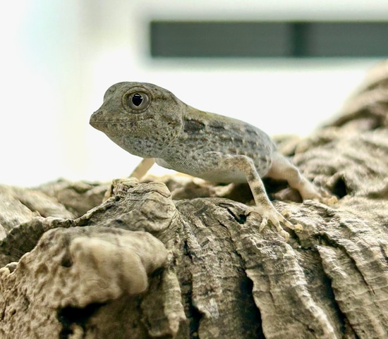 Scorpion Tailed Geckos (Pristurus Carteri) More Gecko by Living Art by ...