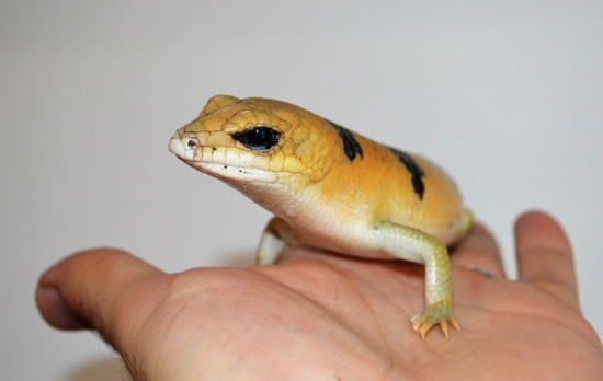 Peter's Banded Skinks (1.3 Group) More Skink by Living Art by Frank Payne