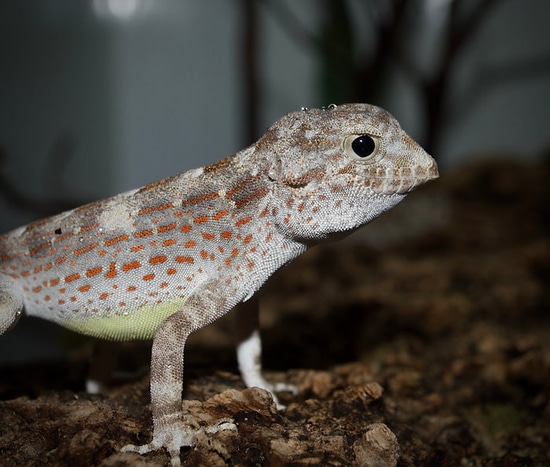 Scorpion Tailed Geckos (Pristurus Carteri) More Gecko by Living Art by ...