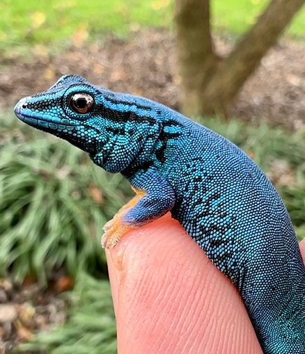 Electric Blue Gecko (Pairs) Day Gecko by Living Art by Frank Payne
