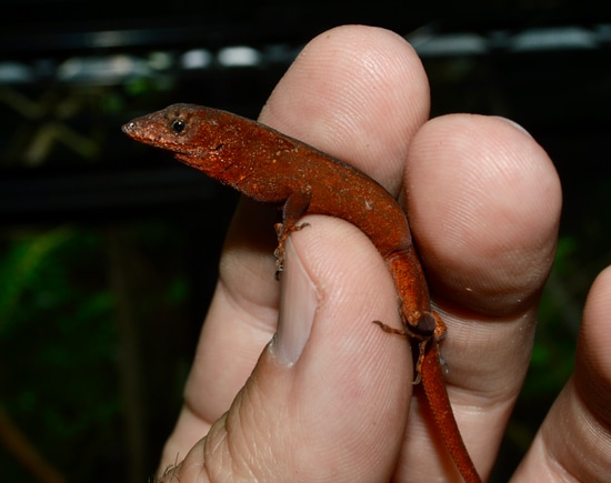 PAIR - High Red Anolis Sagrei Anole by Living Art by Frank Payne
