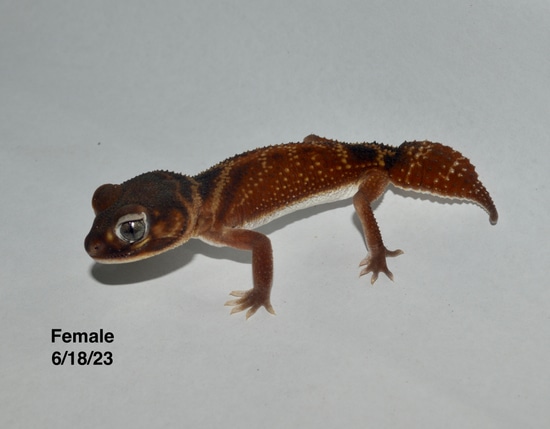 Pilbara Knob-tailed Gecko - TRIO Knob-Tailed Gecko by Living Art by ...