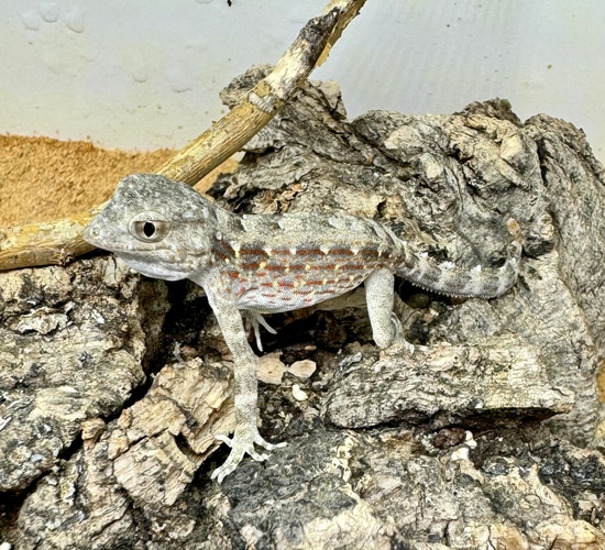PAIR - Scorpion Tailed Geckos (Pristurus Carteri) More Gecko by Living ...