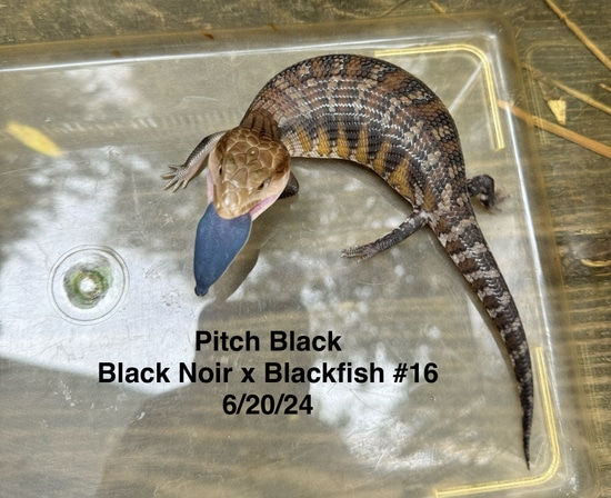 Pitch Black Northern #16 Northern Blue-Tongued Skink by Living Art by ...