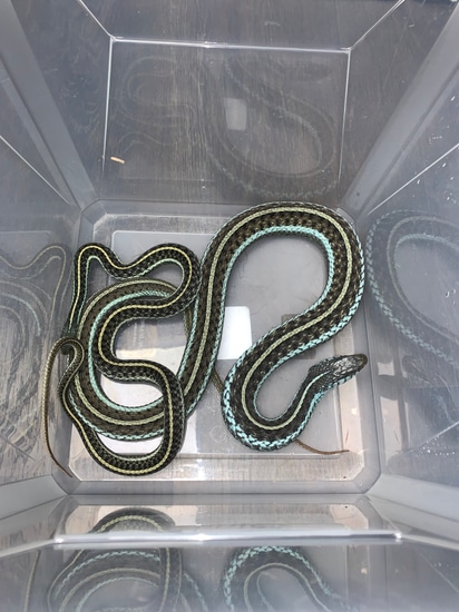 Florida Blue Garter CBB Garter Snake by Cape Cod Reptiles