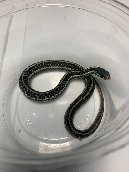 Similis-Pair Blue Garter Garter Snake by Cape Cod Reptiles