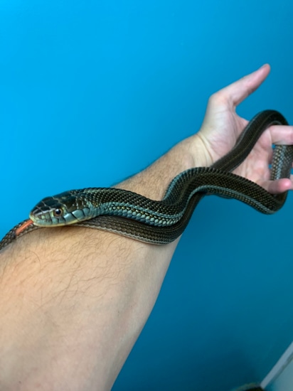 Lake Chapala Garter Snake by Cape Cod Reptiles