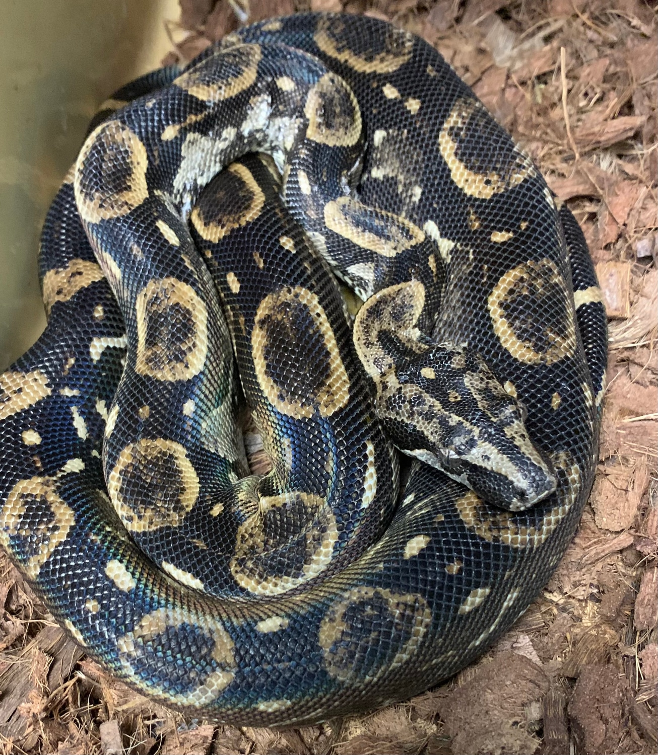 Longicauda Peruvian Long-tailed Boa Constrictor by Cape Cod Reptiles ...