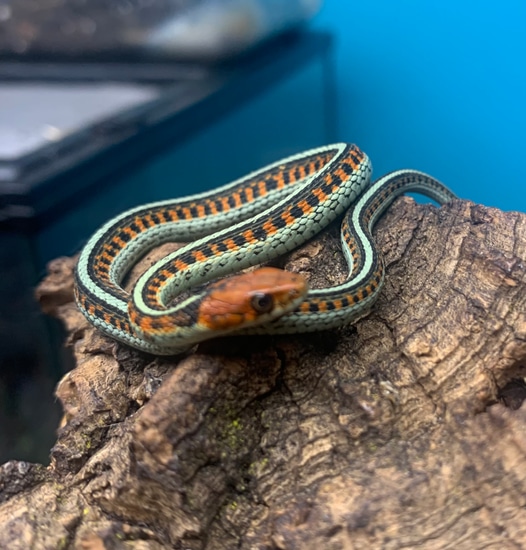 California Red Sided Garters Garter Snake by Cape Cod Reptiles
