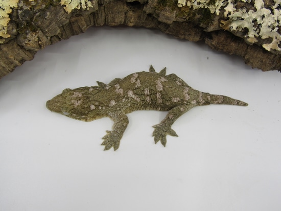 Pink Moro #1 Leachianus Gecko by Freaky-Leachies