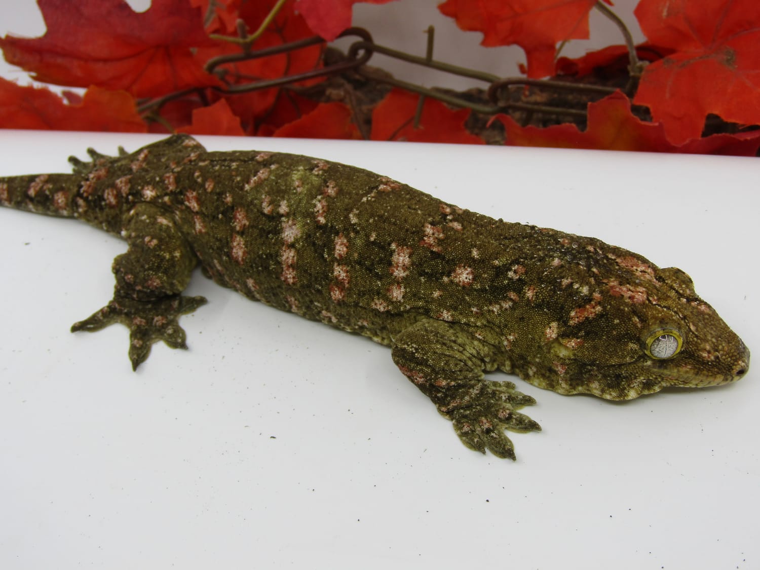 Pink Moro #4 Leachianus Gecko by Freaky-Leachies - MorphMarket