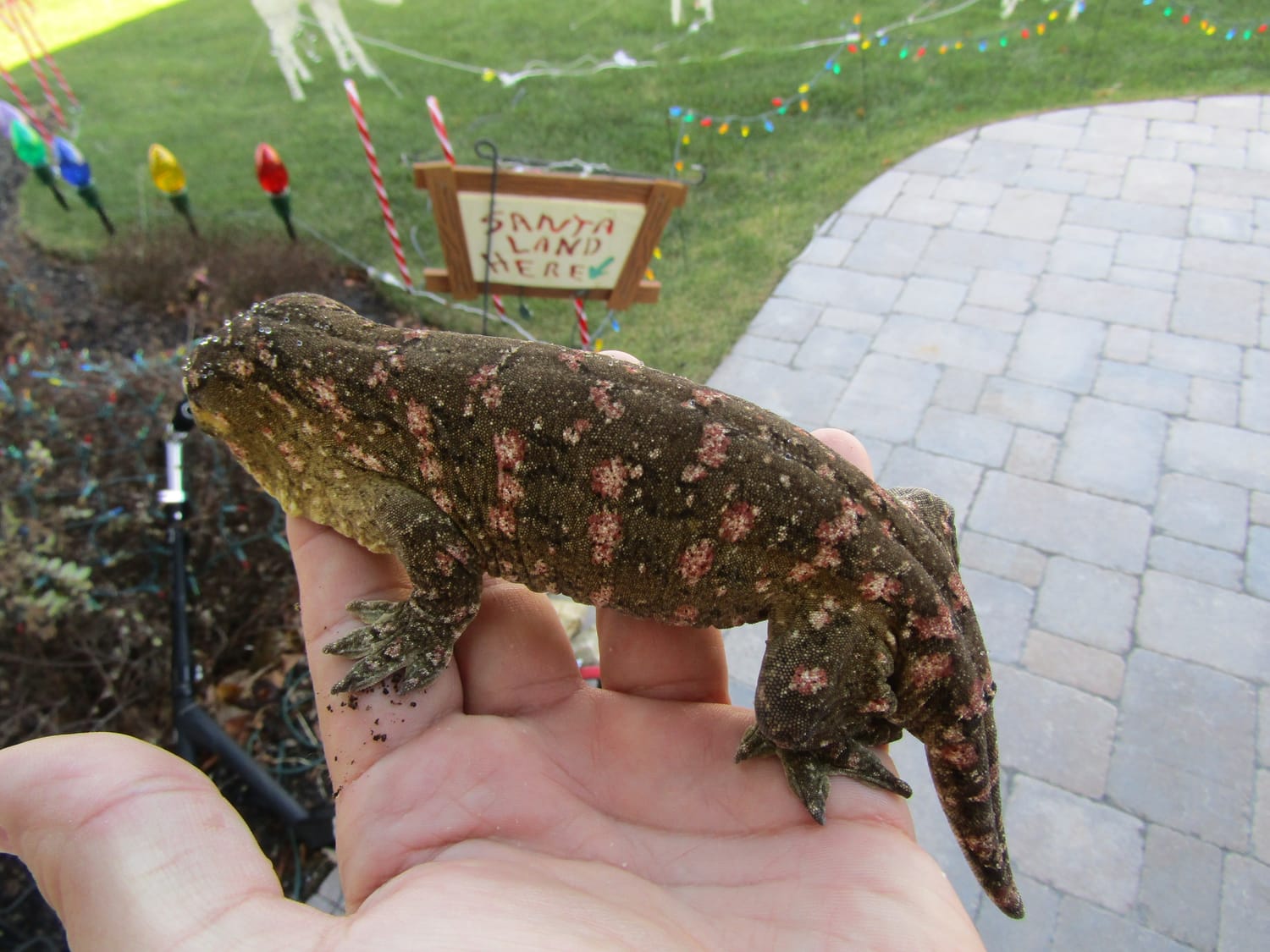 Pink Moro #4 Leachianus Gecko by Freaky-Leachies - MorphMarket