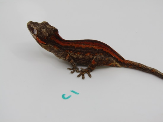 Garg Gargoyle Gecko by Freaky-Leachies