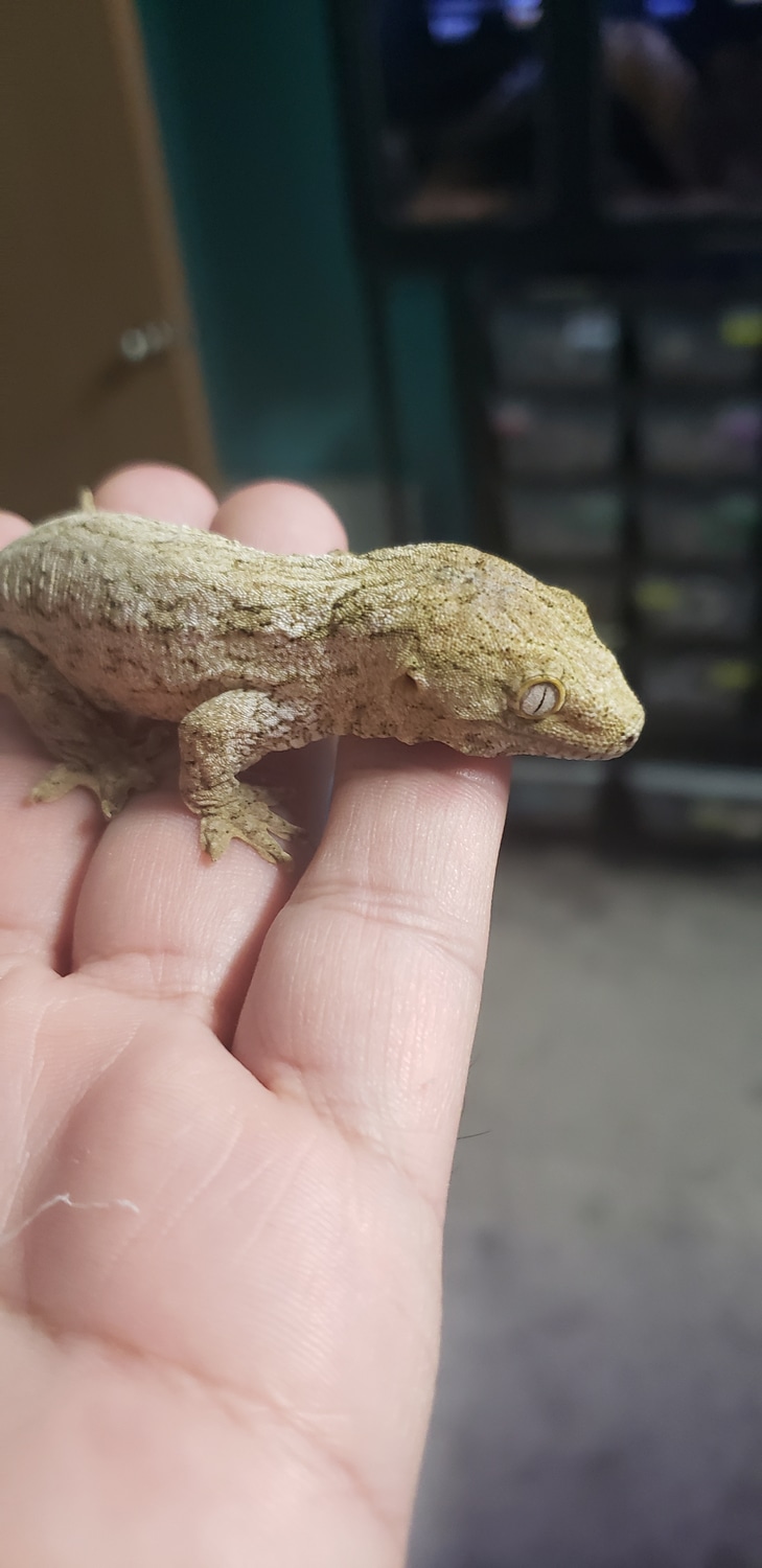 Pink Moro Leachianus Gecko by Freaky-Leachies - MorphMarket