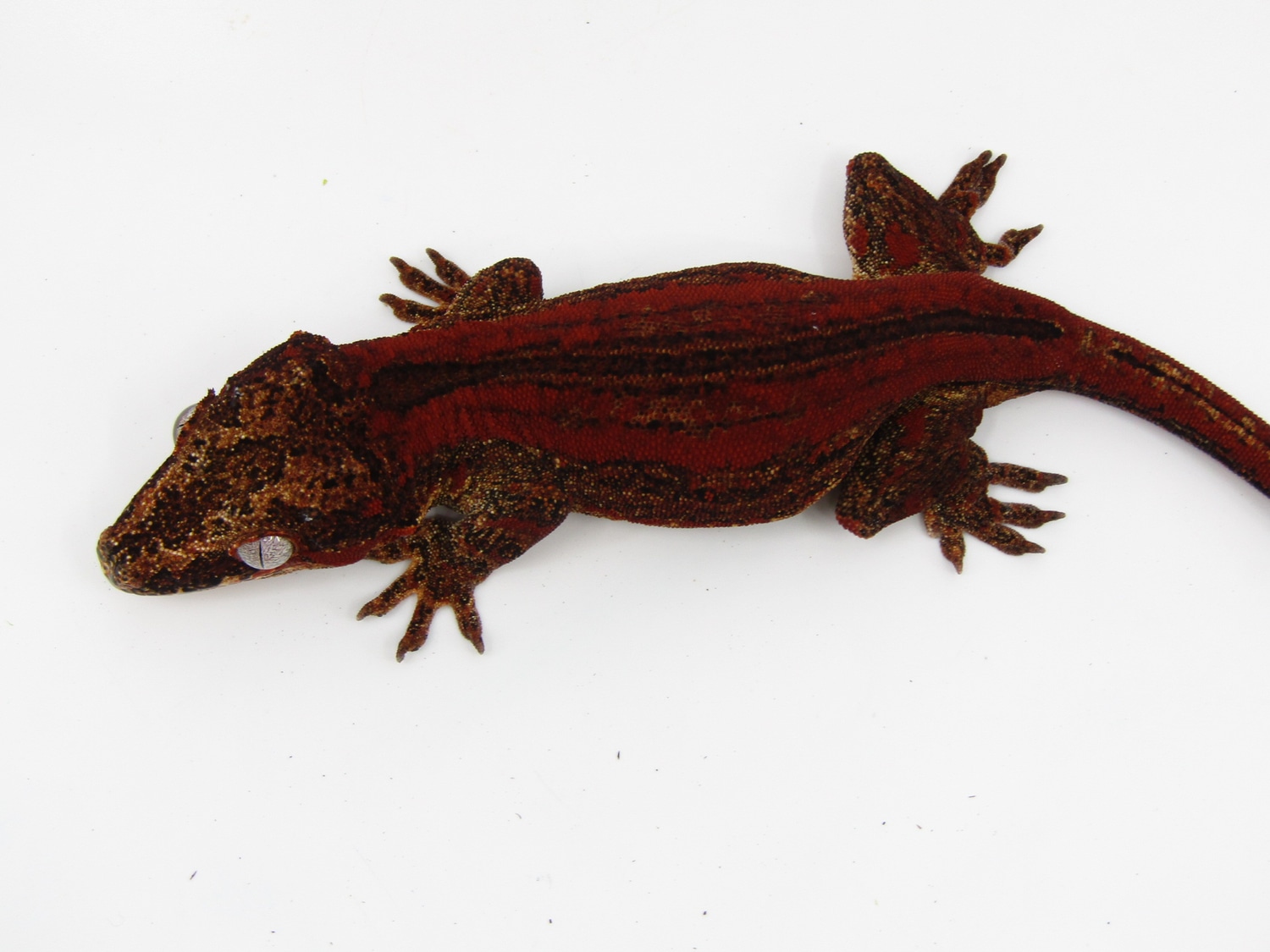 6 Stripe Gargoyle Gecko by Freaky-Leachies - MorphMarket