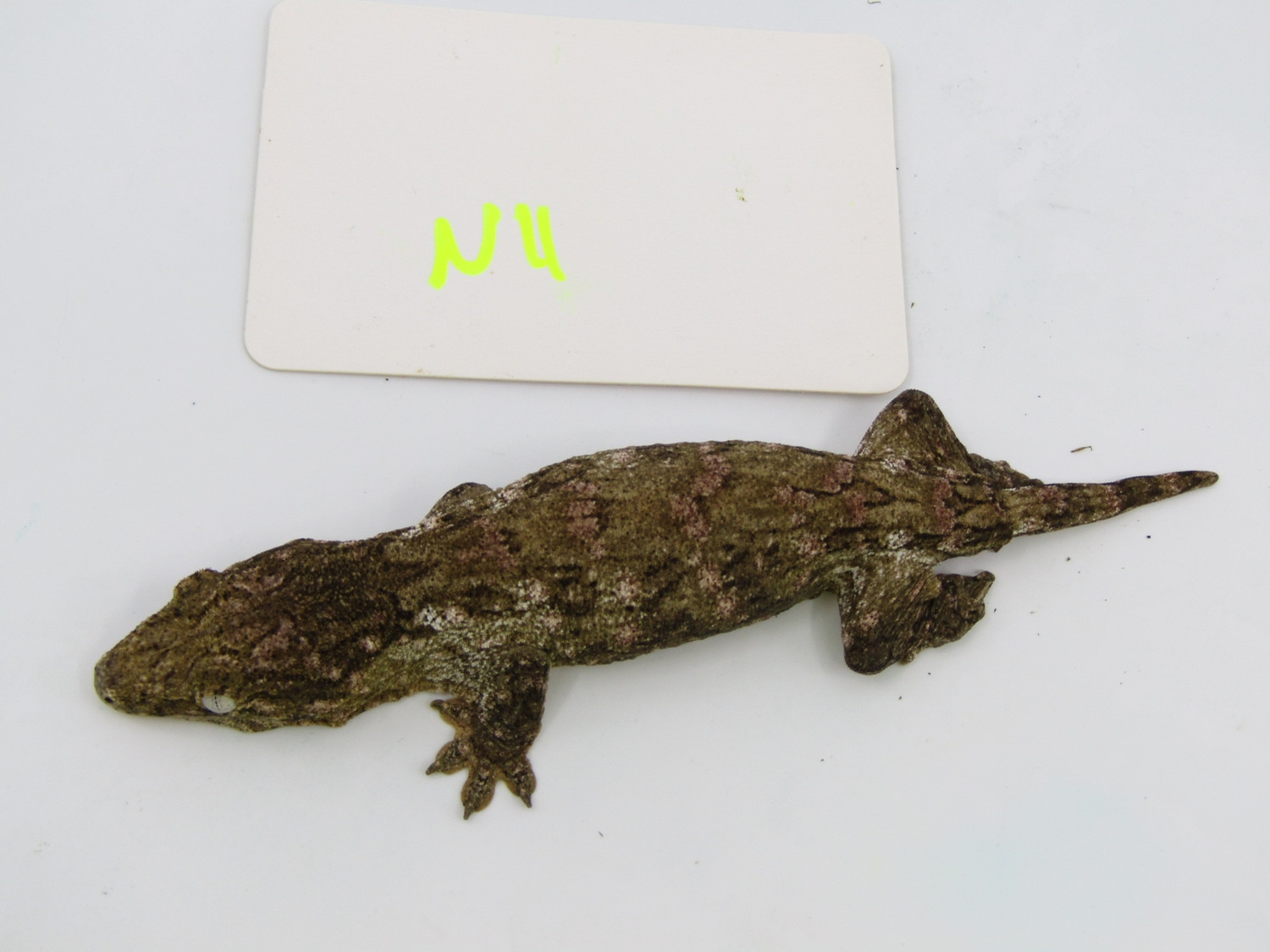 Nuuana F3 11 Purple Leachianus Gecko by Freaky-Leachies - MorphMarket