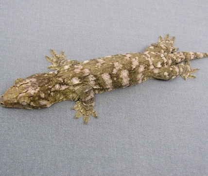 GT 13 Leachianus Gecko by Freaky-Leachies - MorphMarket