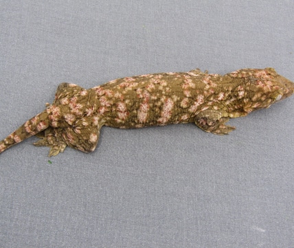 GT 13 Leachianus Gecko by Freaky-Leachies - MorphMarket