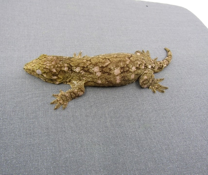 GT 13 Leachianus Gecko by Freaky-Leachies - MorphMarket