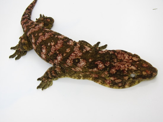 GT RED Leachianus Gecko by Freaky-Leachies