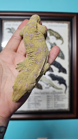 PINK GTx #4 Leachianus Gecko by Freaky-Leachies