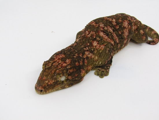 Frosted Flakes Leachianus Gecko by Freaky-Leachies