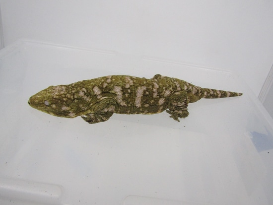 Frosted Flakes X TP1 Leachianus Gecko by Freaky-Leachies