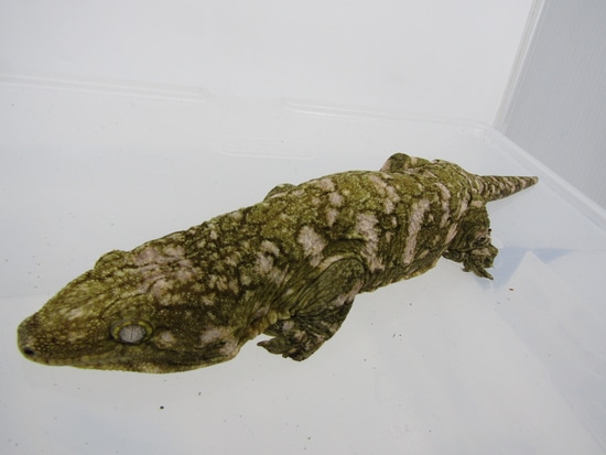 Frosted Flakes X TP1 Leachianus Gecko by Freaky-Leachies