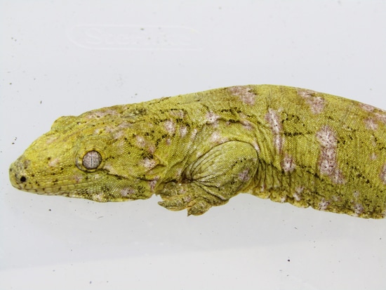 Pink Yellow Base Moro Leachianus Gecko by Freaky-Leachies