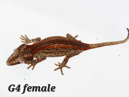 Garg G4FS Gargoyle Gecko by Freaky-Leachies