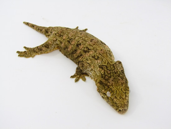 🌺Frosted Flakes🌺 X PM. LOW Reserve Leachianus Gecko by Freaky-Leachies