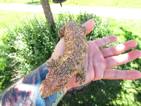 Granite Flakes 31 Leachianus Gecko by Freaky-Leachies