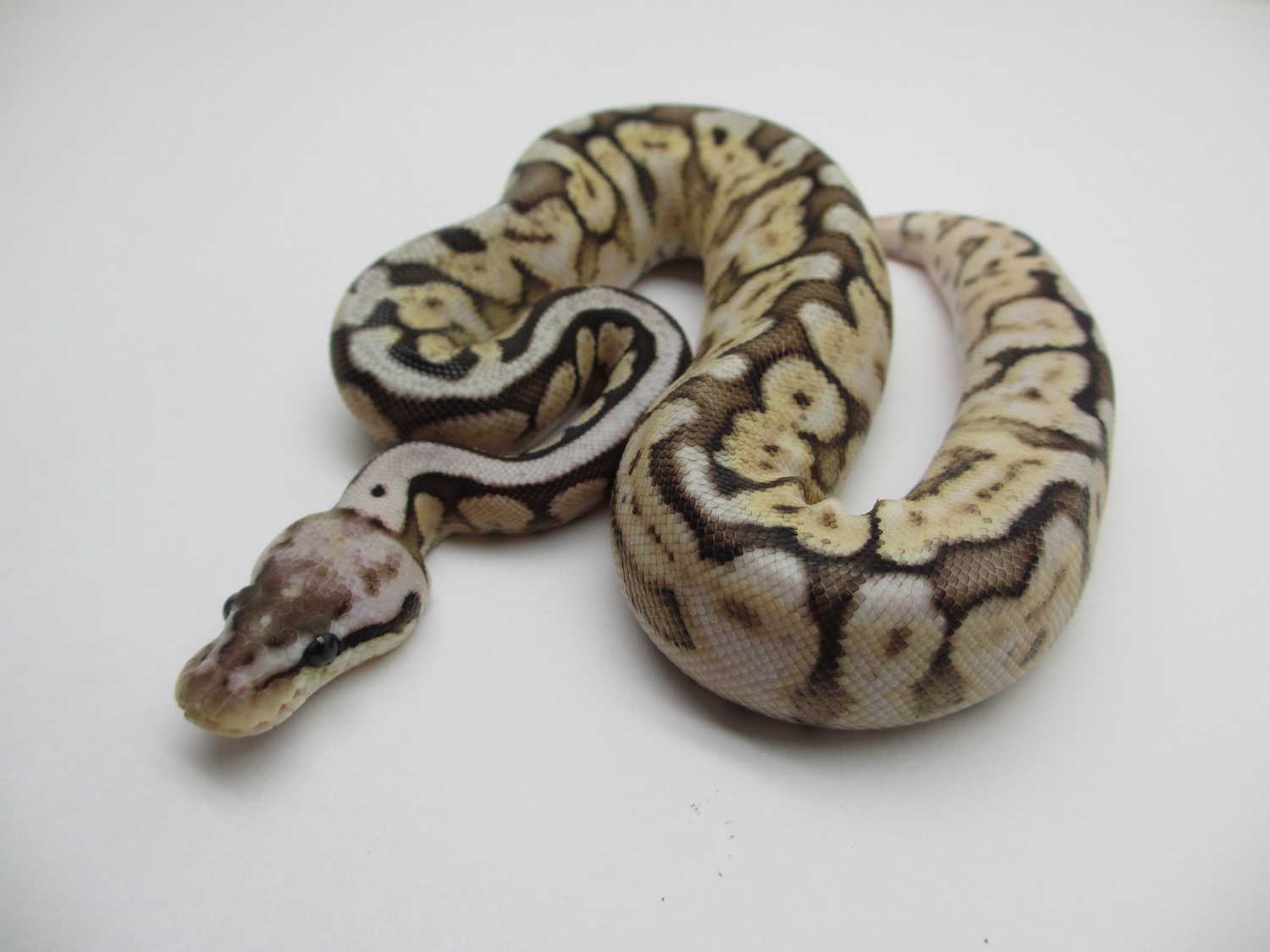 Pewterbee Ball Python by Peoria Snake Den - MorphMarket