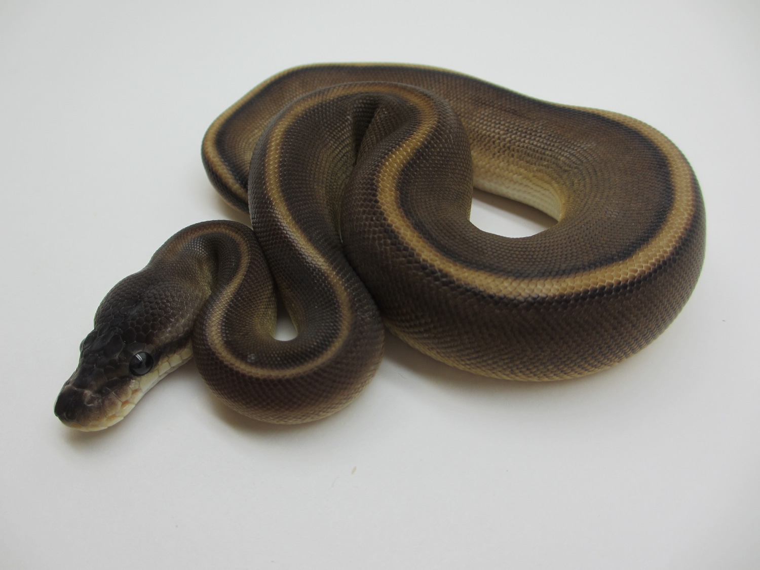 Cinnamon Genetic Stripe Ball Python by Peoria Snake Den - MorphMarket